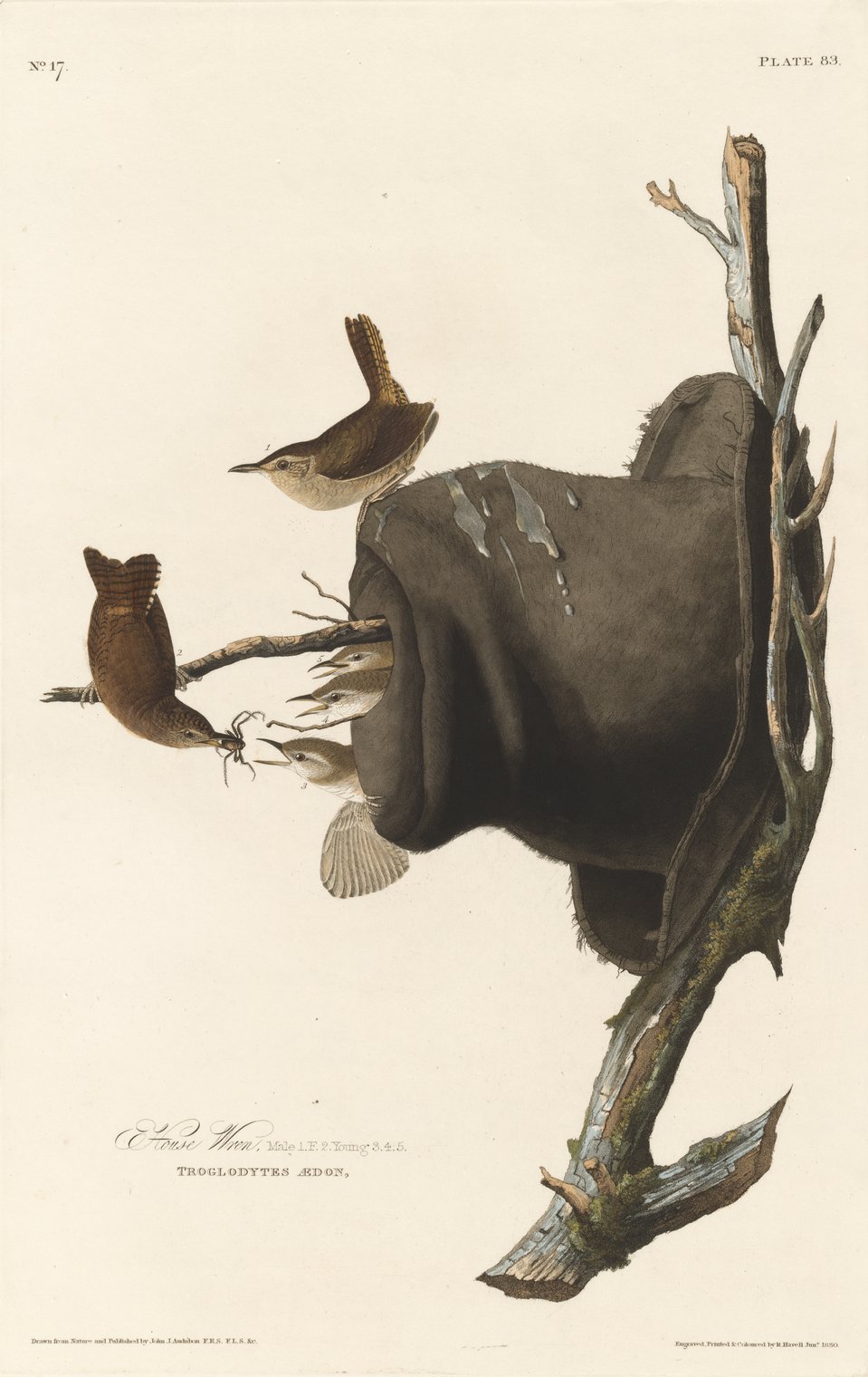 A Minor Bird by Robert Frost | Full Text