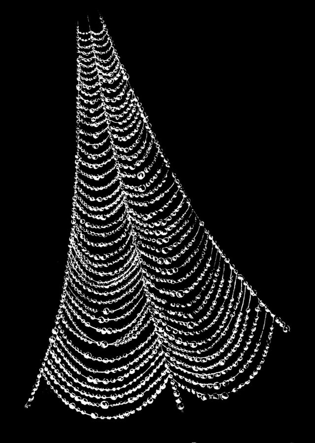 A Noiseless Patient Spider by Walt Whitman | Full Text