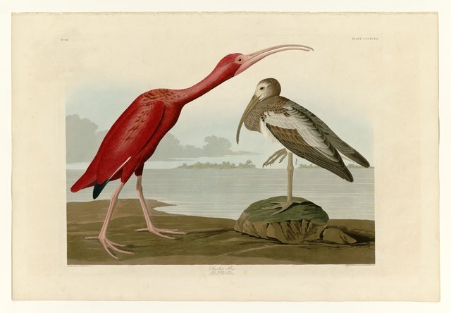 The Scarlet Ibis by James Hurst | Full Text